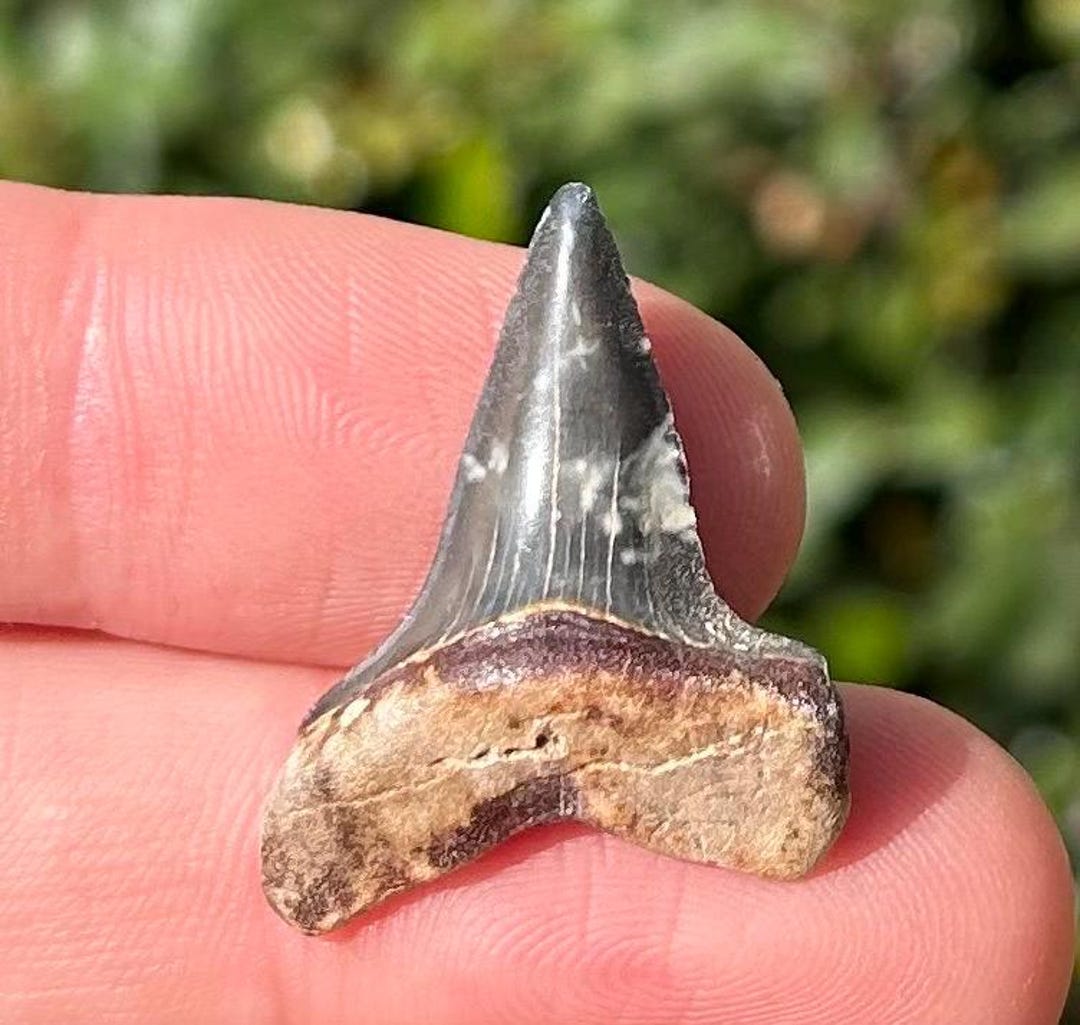 NICE Fossil Sharks Tooth Macrorhizodus Dakhla Morocco Mako Great White ...
