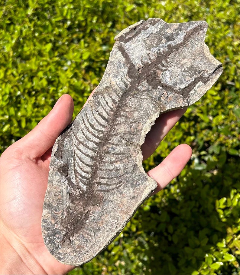 RARE Barasaurus Skeleton Madagascar Fossil Late Permian Reptile ...