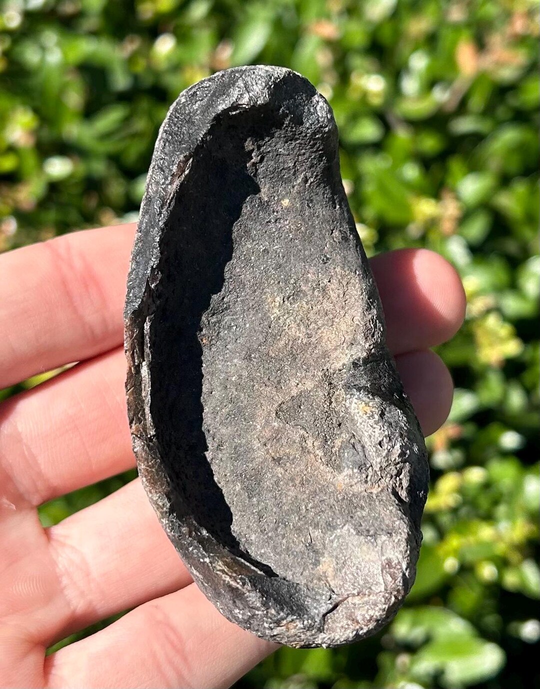 BIG Fossil Whale Ear Bone 3.2” Florida Fossils Cetacean Marine Mammal ...