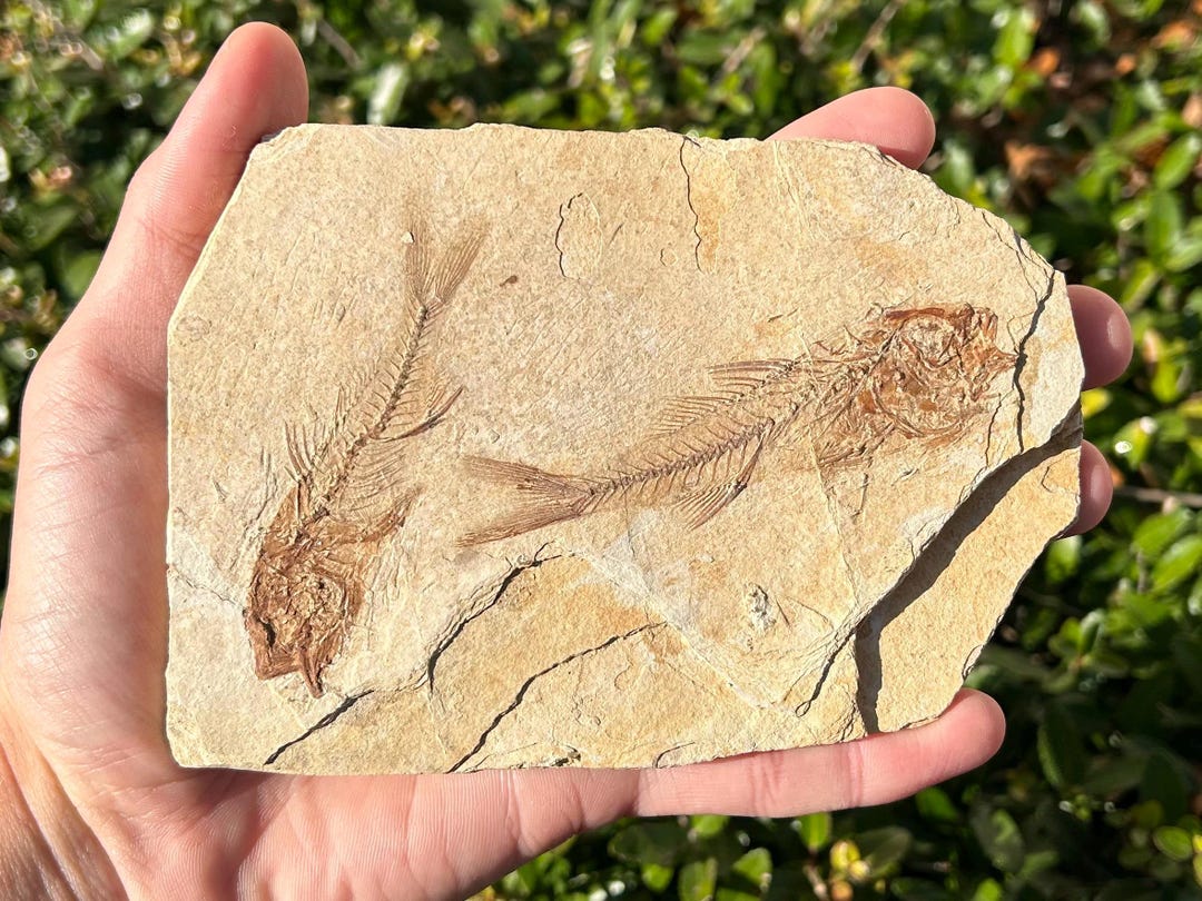 DOUBLE Fossil Fish Dapalis Macrurus France Oligocene Age Skeleton Rare ...