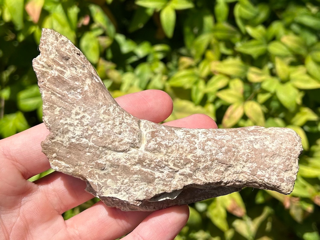RARE Fossil Mosasaur Coronoid Jaw Alabama Dinosaur Bones Cretaceous Age ...