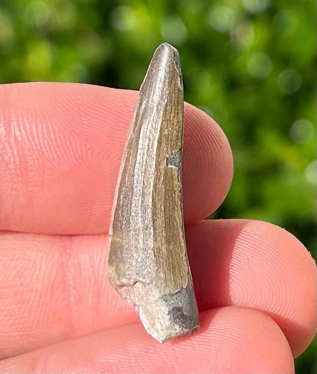 Suchomimus Dinosaur Tooth Fossil From Niger Cretaceous Spinosaurus ...