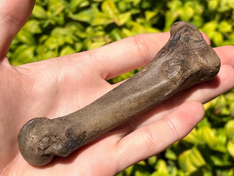 RARE Texas Panthera Atrox Fossil Metacarpal Bone Pleistocene Age ...