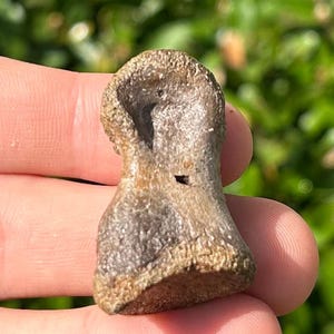 RARE Coelurus Toe Phalange Fossil Theropod Dinosaur Bones Morrison ...