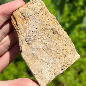 Alabama Fossil Crinoid Fossil in Matrix Oklahomacrinus Alva Bangor ...