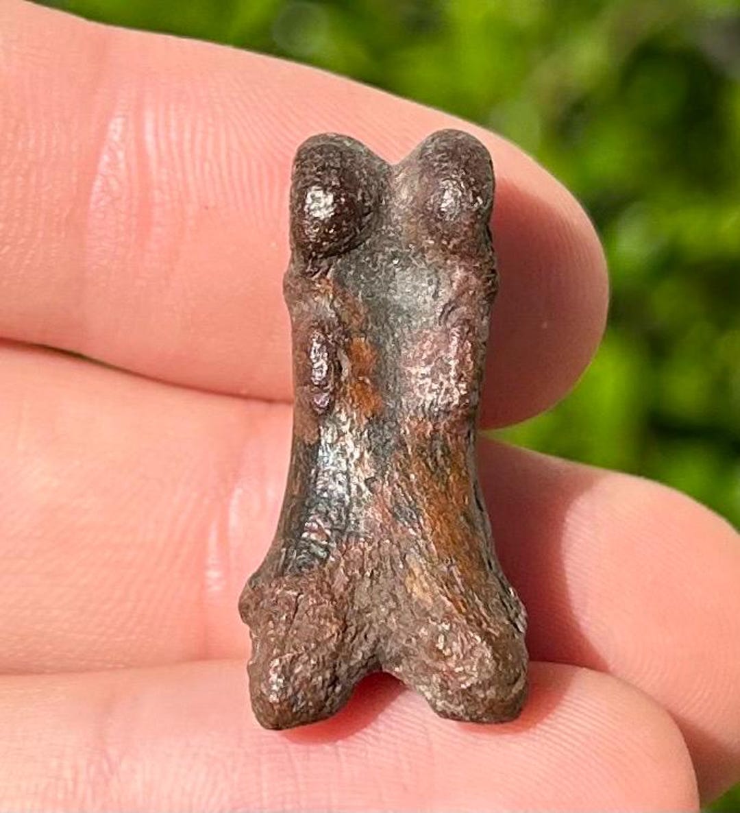 RARE Texas Fossil Dire Wolf Toe Bone Phalanx Pleistocene Ice Age Mammal ...