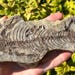 RARE Barasaurus Skeleton Madagascar Fossil Late Permian Reptile ...