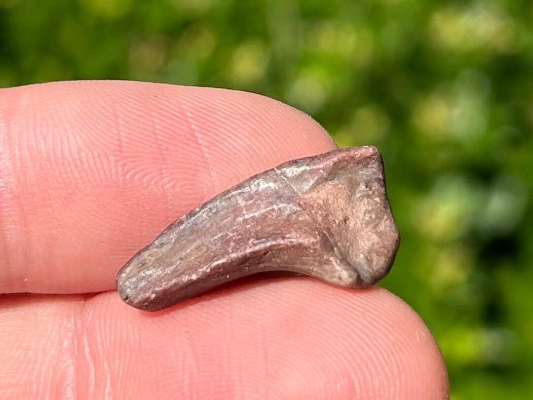 Theropod Dinosaur Claw Fossil From Niger Africa Dinosaur Bones ...