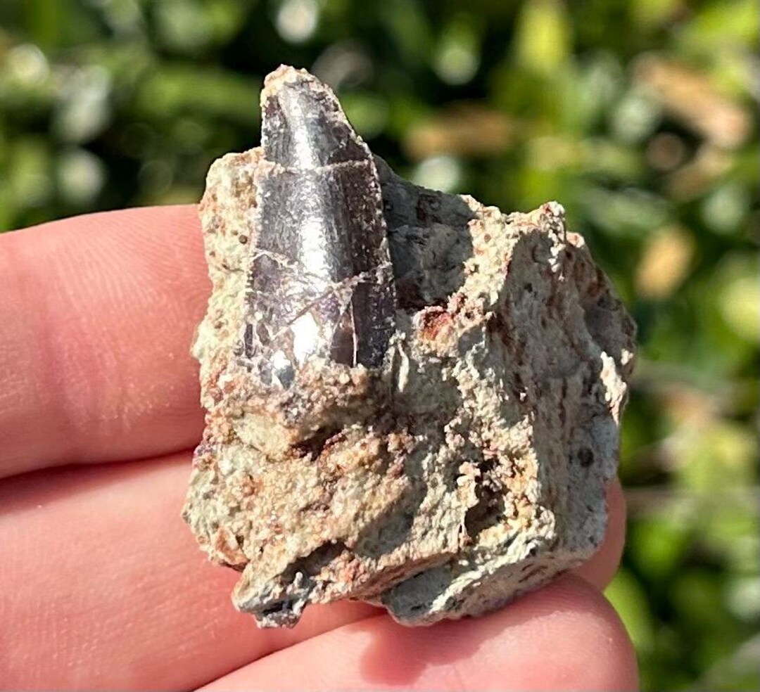 Dekkar Formation Abelisaur Dinosaur Tooth Fossil in Matrix Morocco RARE ...