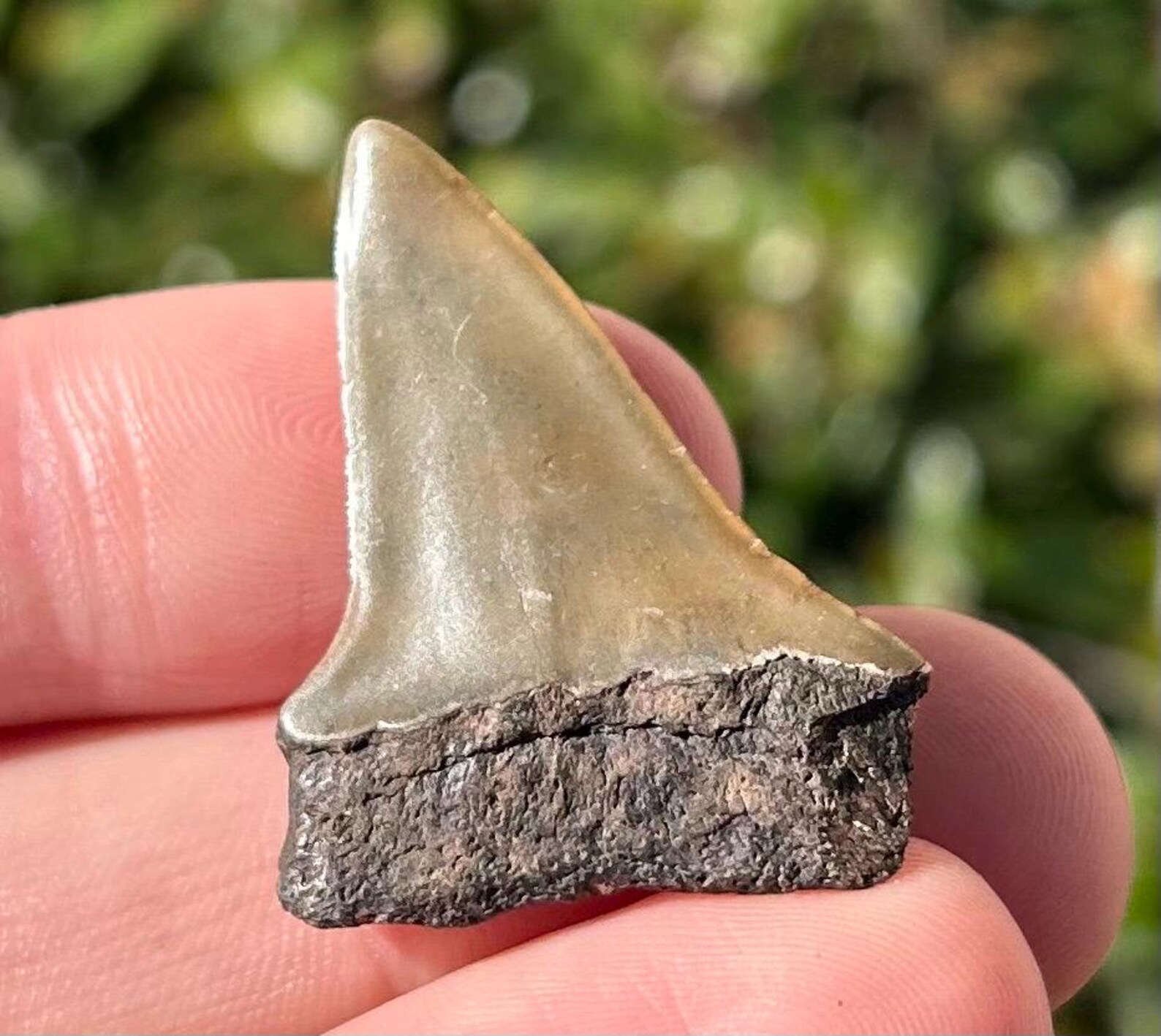 SUPERB Fossil Mako Sharks Tooth Megalodon Age South Carolina Shark ...