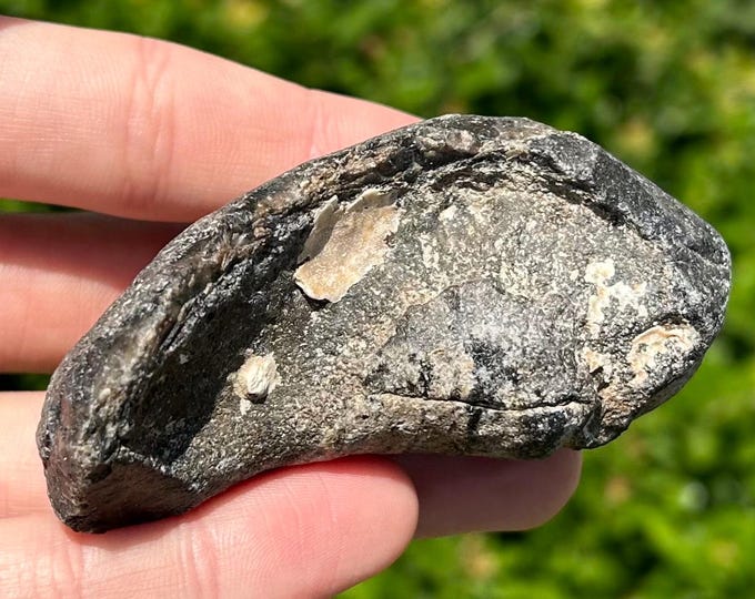 BIG Fossil Whale Ear Bone 2.75” Florida Fossils Cetacean Marine Mammal ...