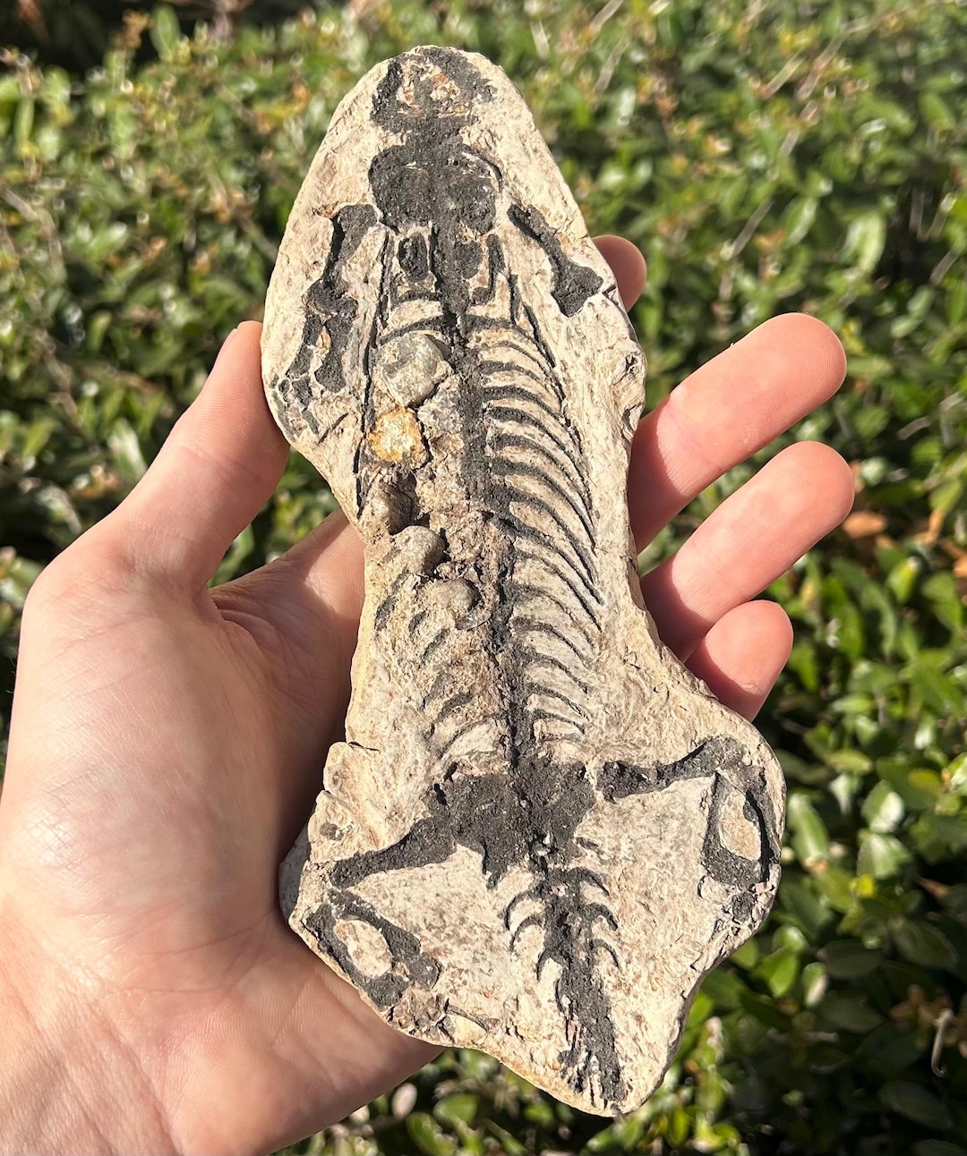 RARE Barasaurus Skeleton Madagascar Fossil Late Permian Reptile ...