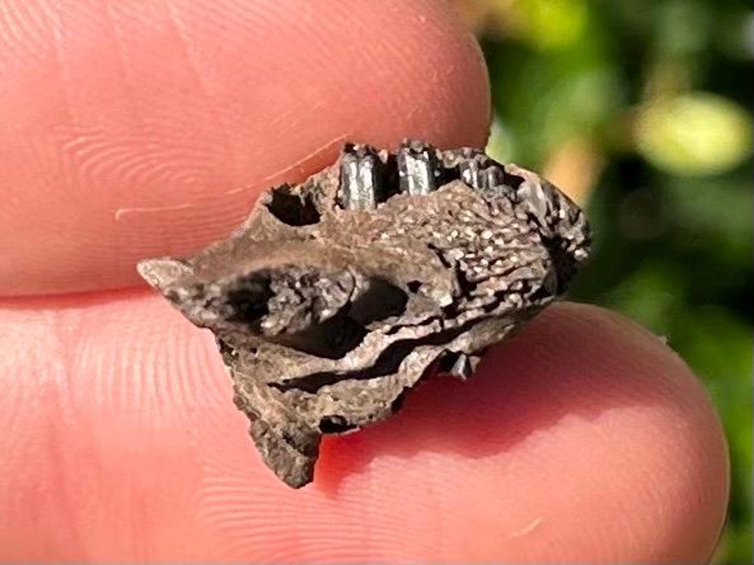 Fossil Rodent Jaw With Teeth Florida Pleistocene Ice Age Mammal Bones ...