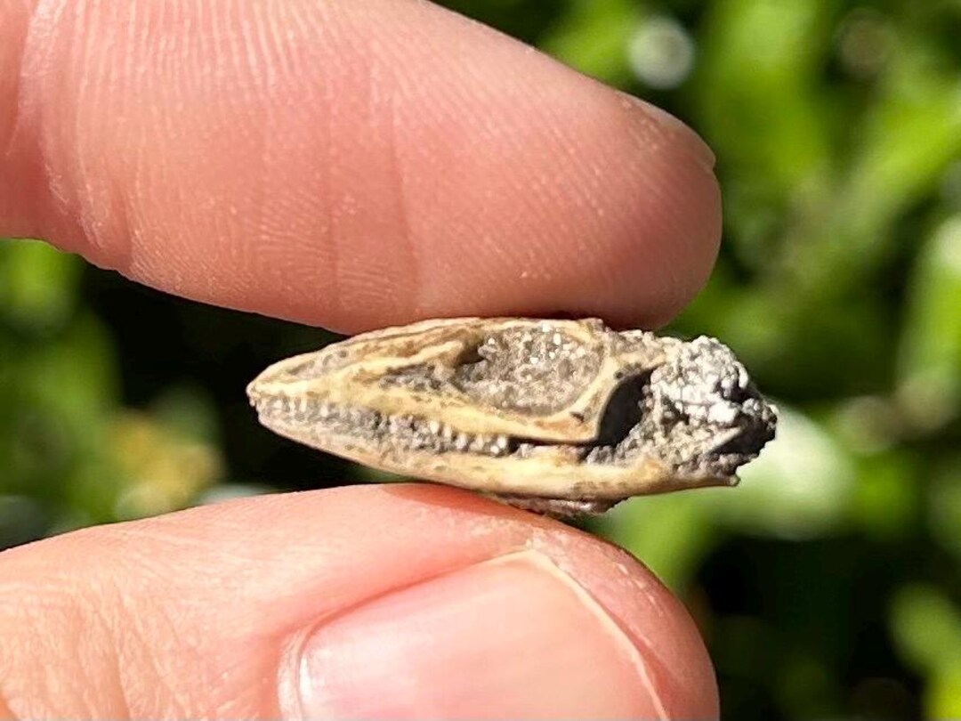 RARE Mexico Fossil Lizard Skull Pleistocene Ice Age Reptile ...