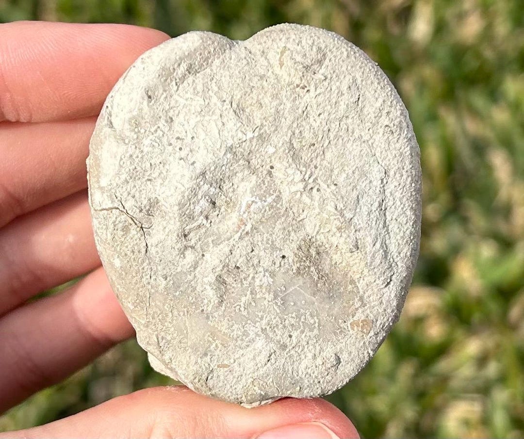 Texas Fossil Echinoid Sea Urchin Holaster Sp. Cretaceous Age Sea ...