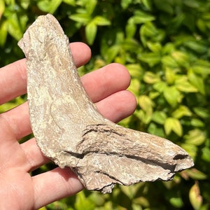 RARE Fossil Mosasaur Coronoid Jaw Alabama Dinosaur Bones Cretaceous Age ...