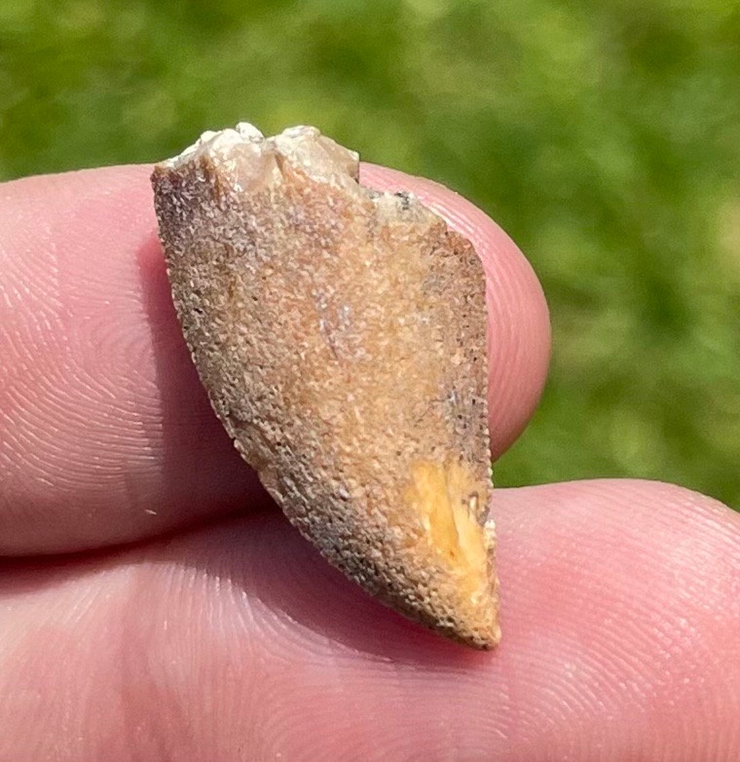 Madagascar Fossil Majungasaurus Tooth RARE Cretaceous Age Dinosaur ...