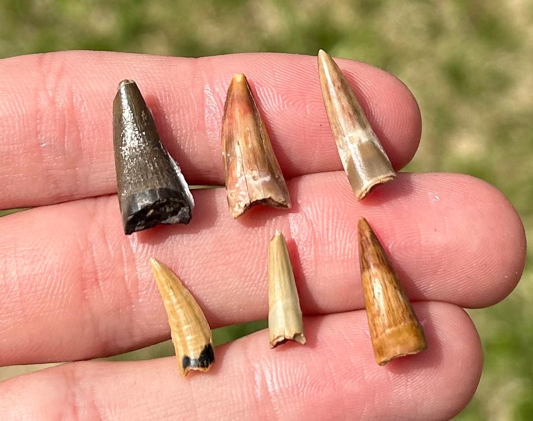 Rare California Fossil Reptile ? Teeth LOT Pliocene Age Paleontology ...