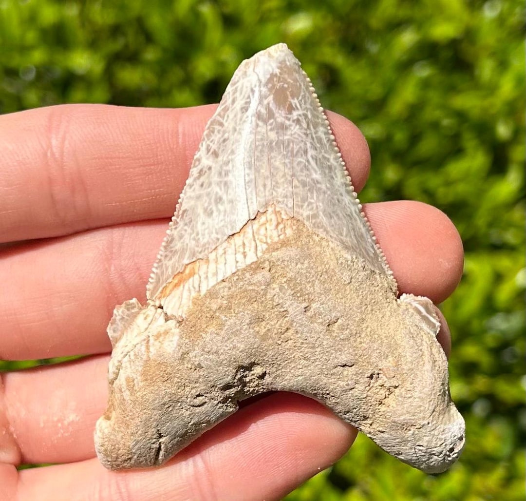 BIG Auriculatus Sokolovi Sharks Tooth Fossil Dakhla Morocco Shark Teeth ...