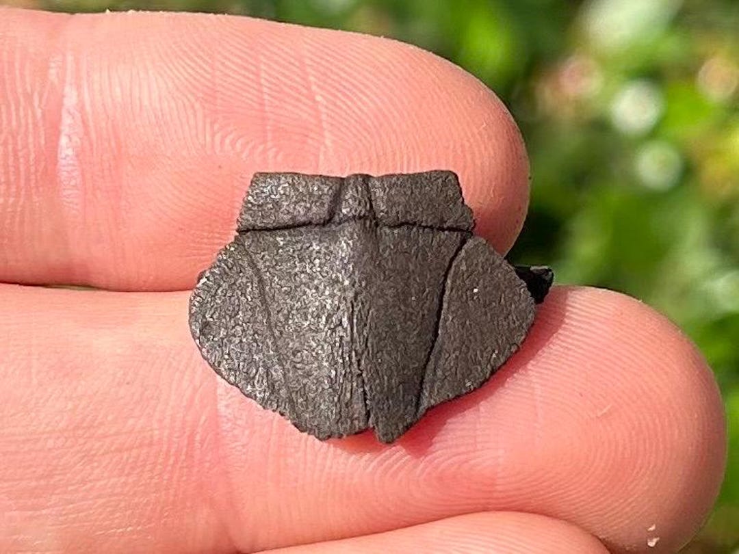 NICE Florida Fossil Turtle Nuchal Scute Shell Pleistocene Ice Age ...