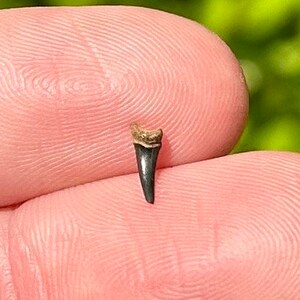 Fossil Sharks Tooth Texas Cretaceous Dinosaur Age Atco Formation Teeth ...