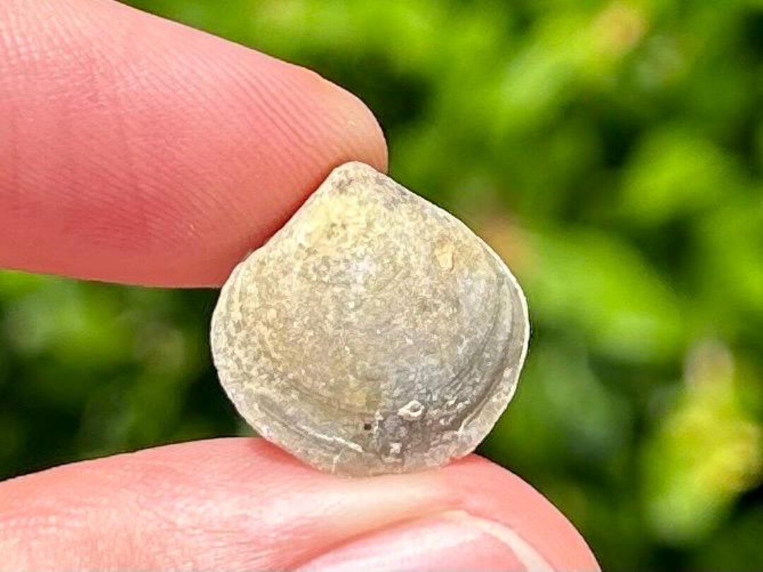 Tennessee Fossil Brachiopod Marista Tennesseensis Silurian Age ...