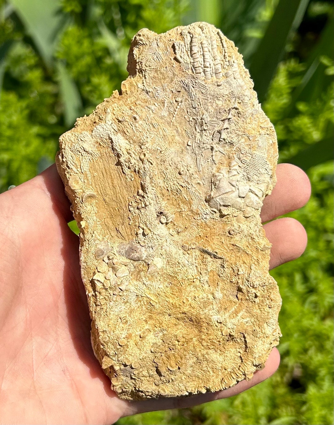 Alabama Fossil Crinoid Fossil in Matrix Oklahomacrinus Alva Bangor ...