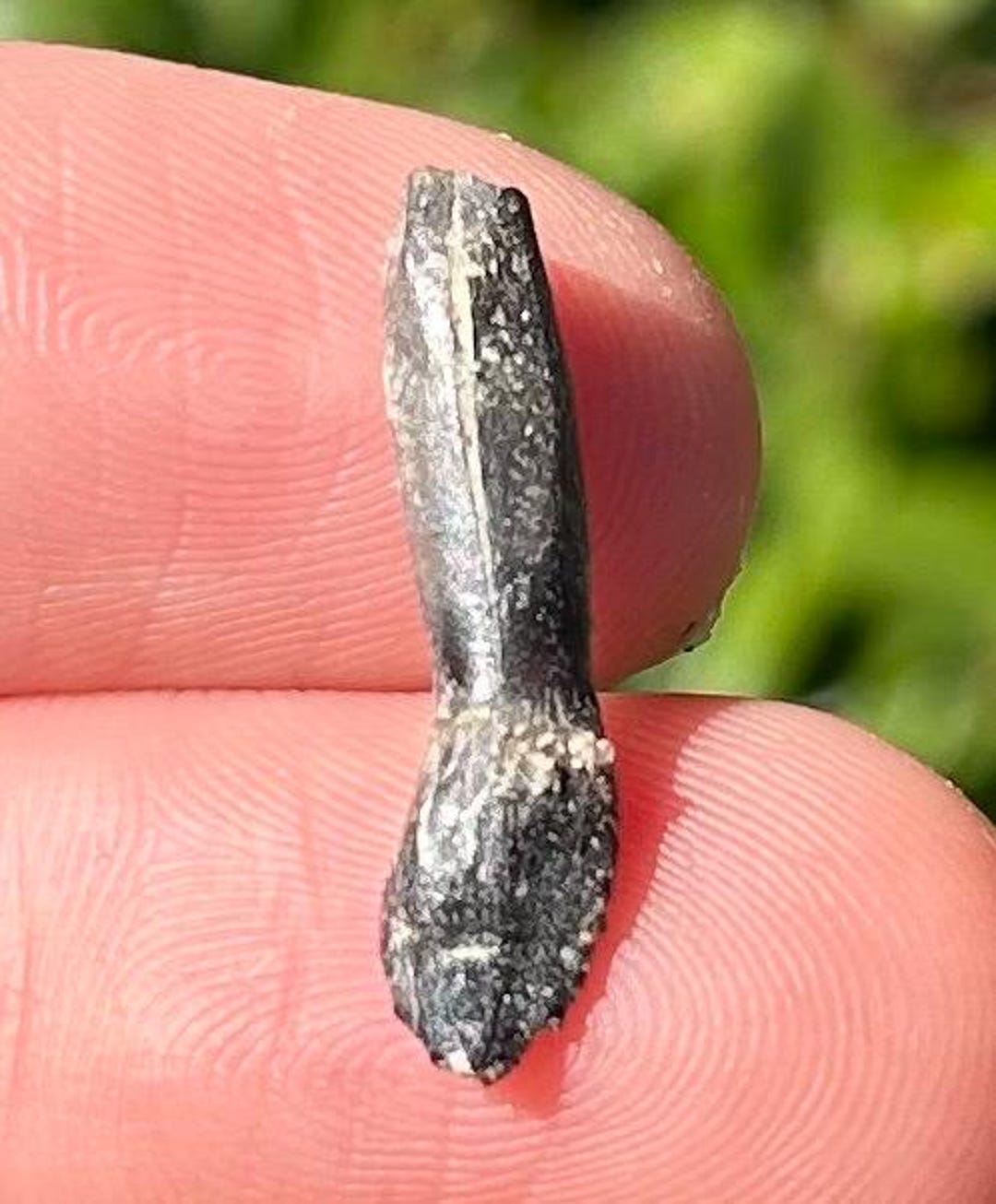 ROOTED Sauropod Dinosaur Tooth Fossil Archaeodontosaurus Madagascar ...