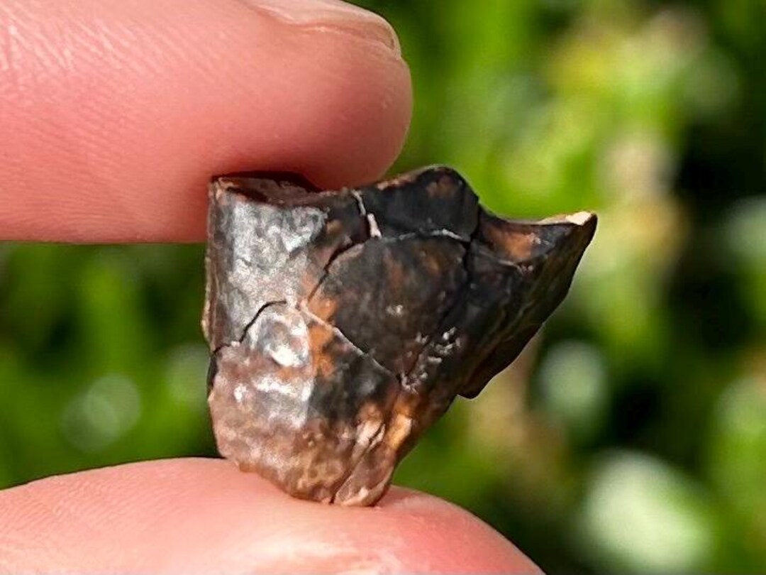 Texas Fossil Ceratopsian Dinosaur Tooth Aguja Formation Triceratops ...