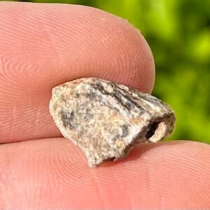 Texas Fossil Lungfish Tooth RARE Permian Age Fish Wolfcampian Series - Etsy