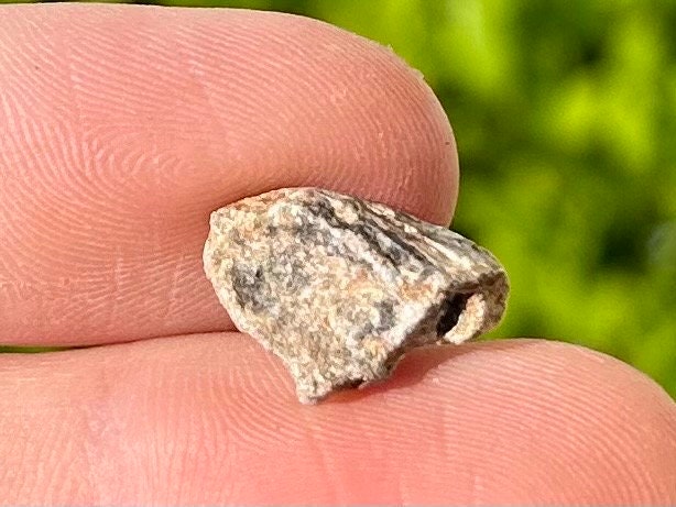 Texas Fossil Lungfish Tooth RARE Permian Age Fish Wolfcampian Series - Etsy