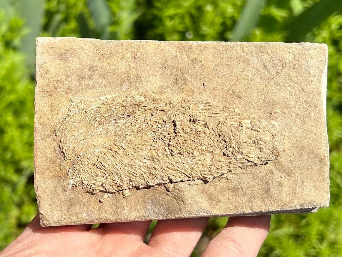 Alabama Fossil Crinoid Fossil in Matrix Bangor Limestone Formation ...