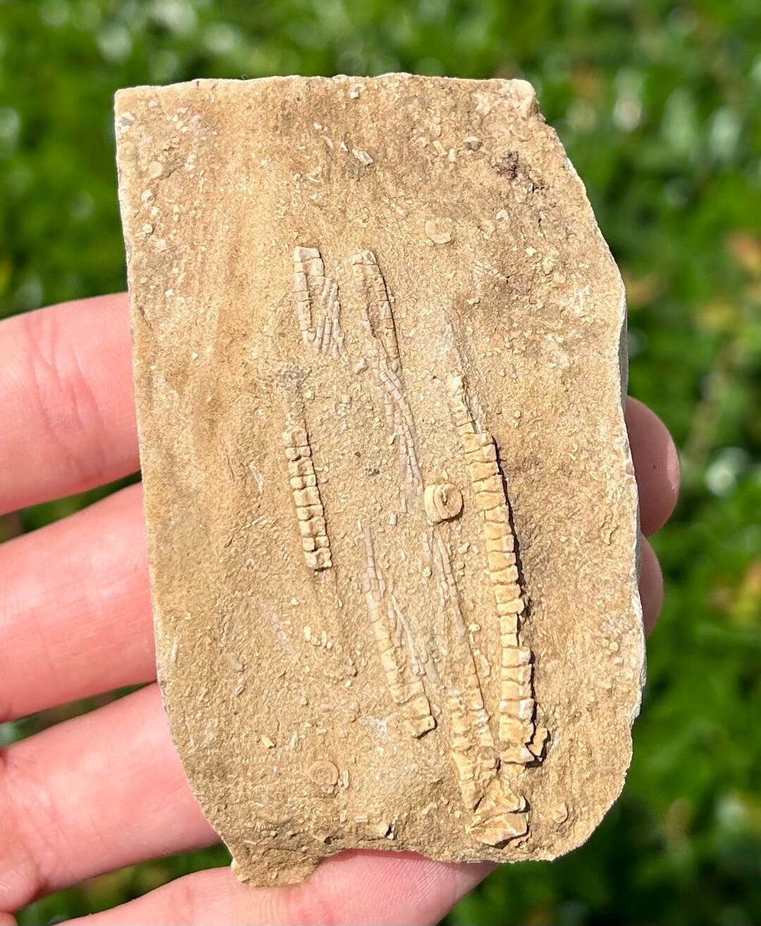 Alabama Fossil Crinoid Fossil in Matrix Oklahomacrinus Alva Bangor ...