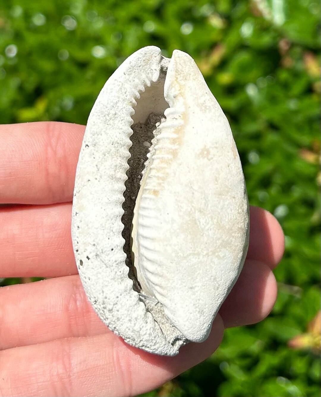 Florida Fossil Gastropod Akleistostoma Floridana 2.55” Cowrie Shell ...