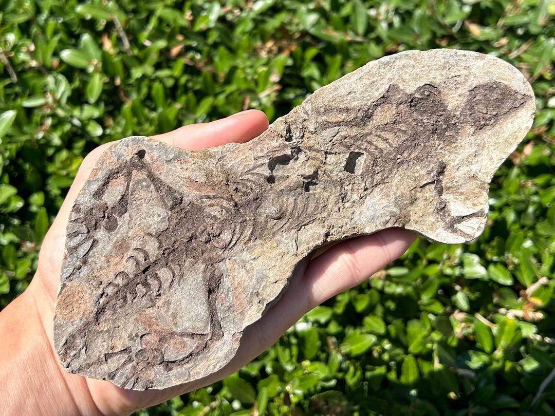 RARE Barasaurus Skeleton Madagascar Fossil Late Permian Reptile ...
