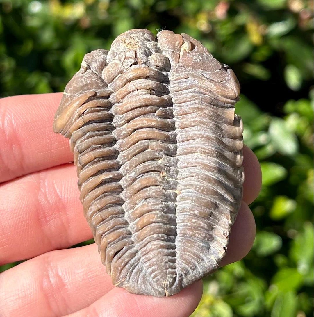 Oklahoma Fossil Trilobite Calymene Clavicula BIG Silurian Age Bug ...