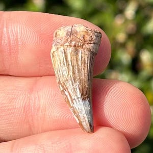 New Mexico Fossil Phytosaur Tooth Triassic Age Dinosaur Tooth ...