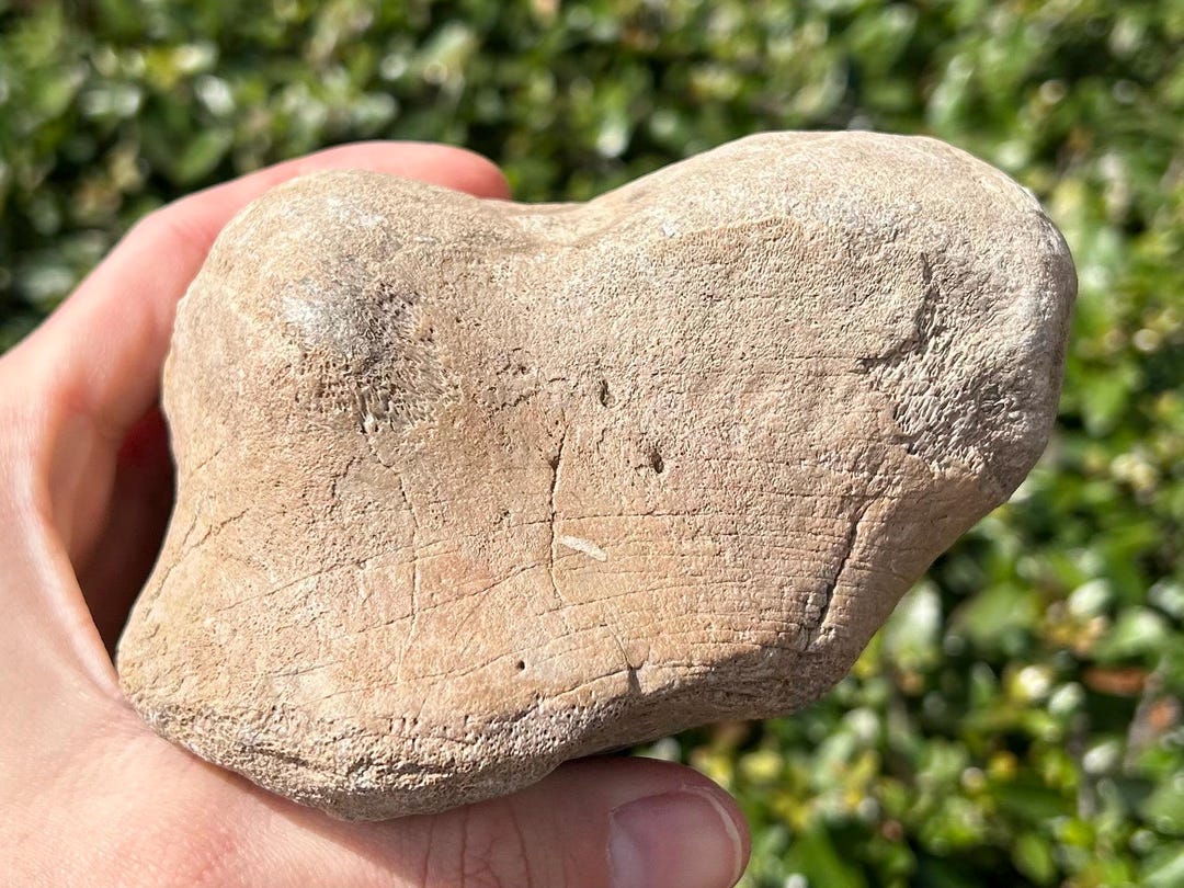 Sauropod Toe Fossil Morrison Formation Jurassic Dinosaur Bones Colorado ...