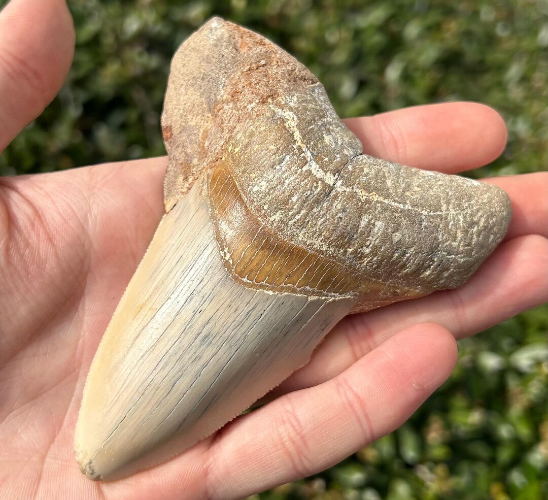 RARE Moroccan Megalodon Sharks Tooth Fossil 4.09” Dakhla Morocco Shark ...