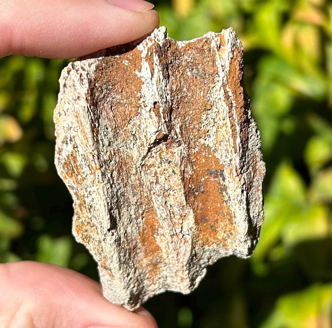 Texas Fossil Ceratopsian Dinosaur Tooth Aguja Formation Triceratops ...