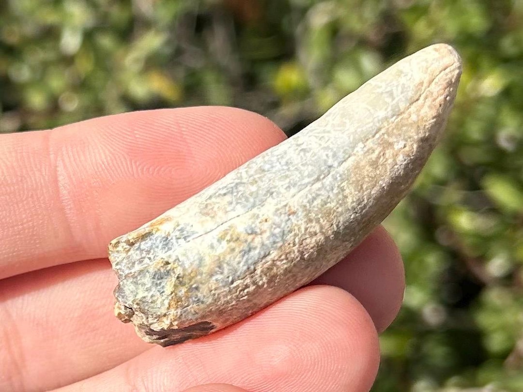 Mongolia Fossil Mammal Tooth Mesonychid? Irdin Manha Formation Eocene ...