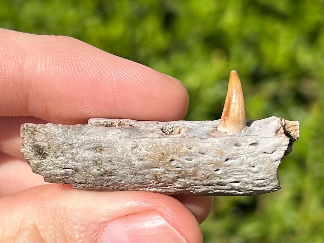 Teleosaurid Crocodile Jaw Fossil With Teeth Jurassic Madagascar Reptile ...