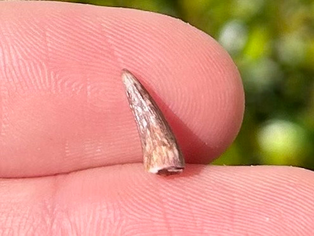 Fossil Phytosaur Tooth Redondasaurus Triassic Age Redonda Formation ...