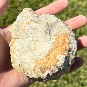 Texas Fossil Ammonite Mariella Sp. Cretaceous Dinosaur Age Heteromorph ...