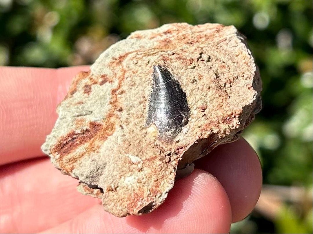 Dekkar Formation Abelisaur Dinosaur Tooth Fossil in Matrix Morocco RARE ...