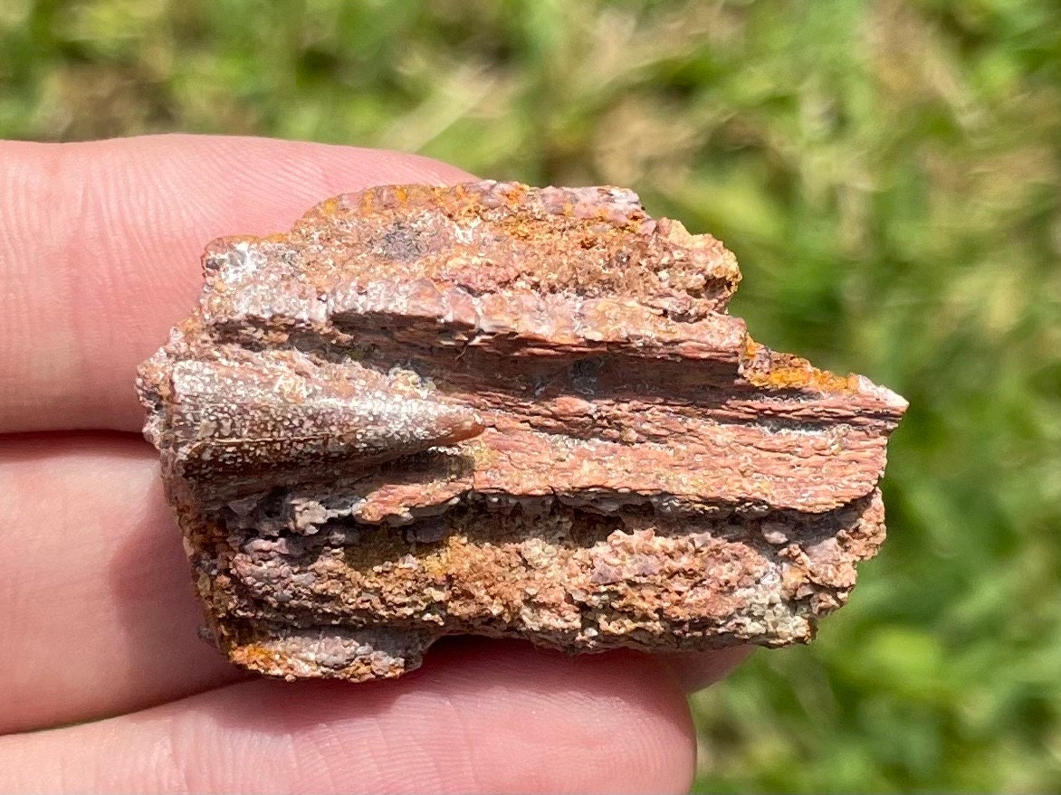 RARE Pterosaur Tooth in Jaw Natural Fossil Dinosaur Tooth - Etsy