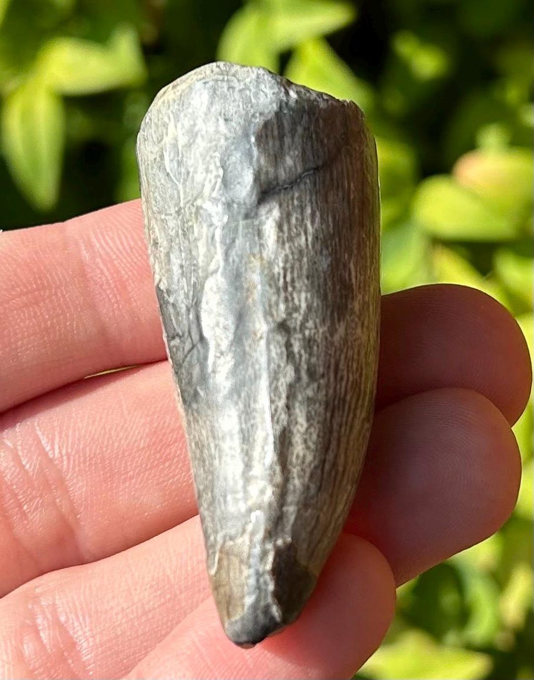 HUGE Sarcosuchus Tooth Fossil 2.1 Niger SUPER CROC Crocodile Dinosaur ...
