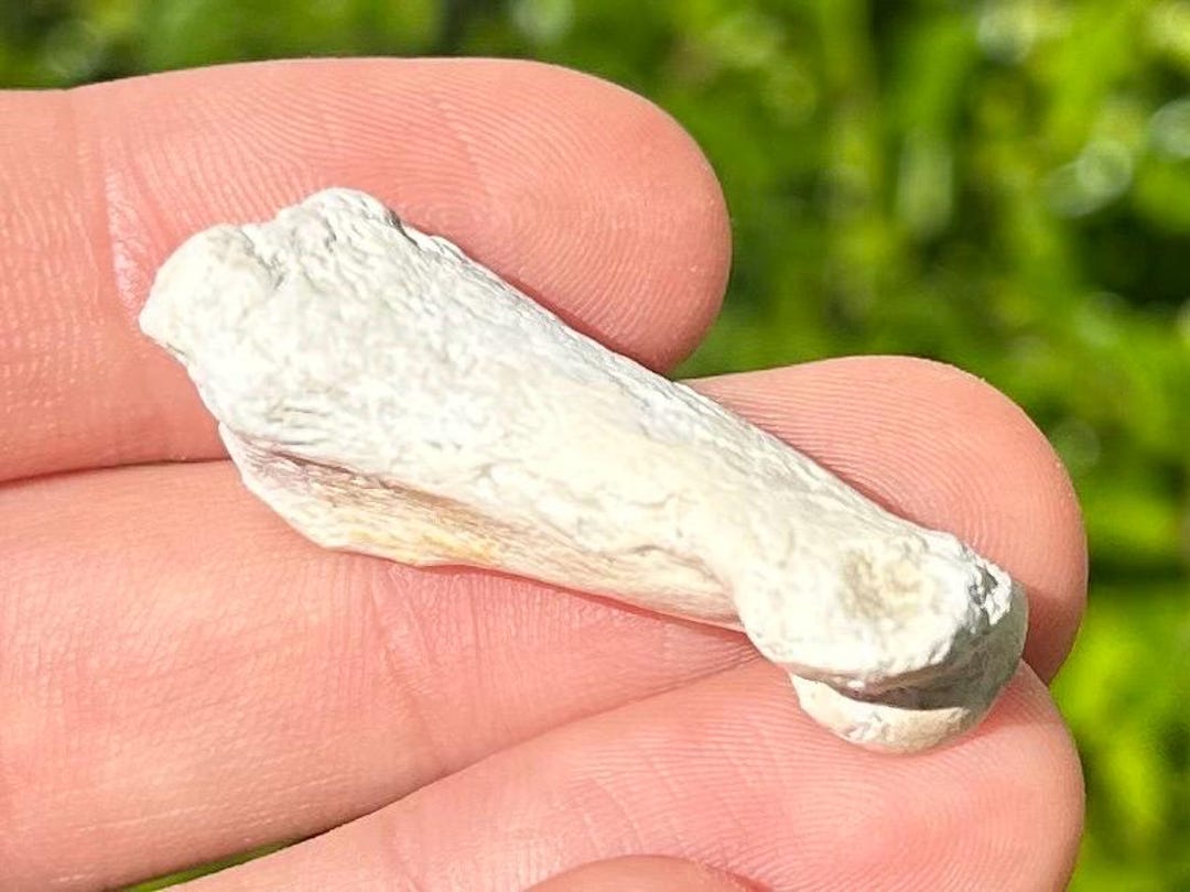 TEXAS MIOCENE Fossil Synthetoceras Toe Bone Three Horned Deer ...