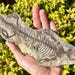 RARE Barasaurus Skeleton Madagascar Fossil Late Permian Reptile ...