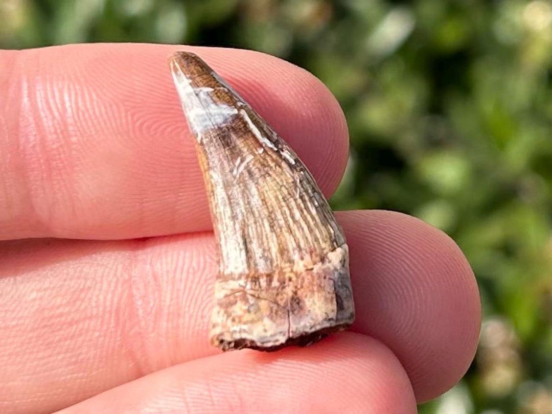 New Mexico Fossil Phytosaur Tooth Triassic Age Dinosaur Tooth ...